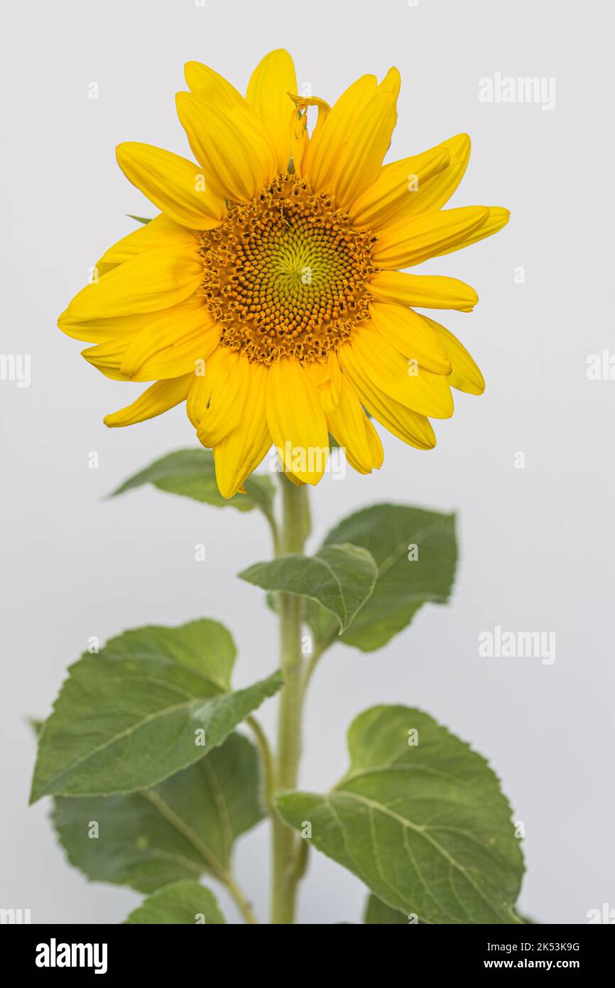 The vertical close-up view of a Common sunflower's head isolated on the ...