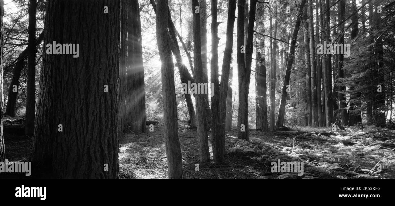 A scenic view of sun rays shines in a forest, grayscale shot Stock ...