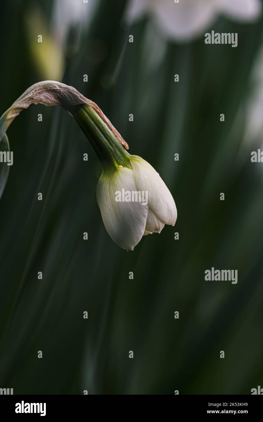 The vertical close-up view of an Acis flower head before the blurred ...