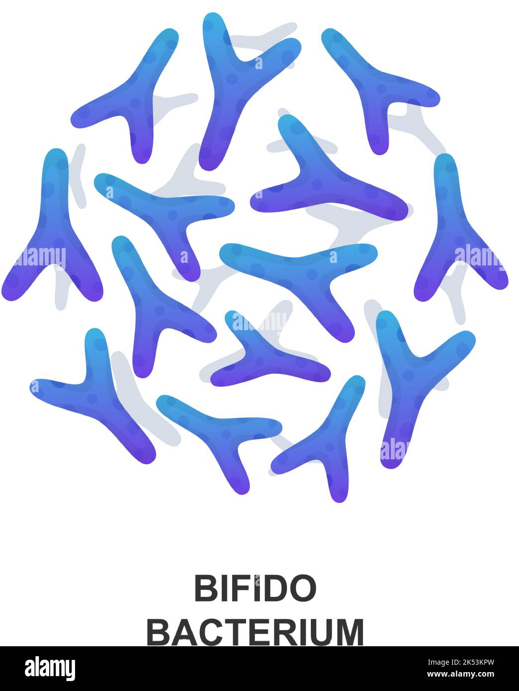 Bifidobacterium Probiotic Bacteria Good Bacteria And Microorganism
