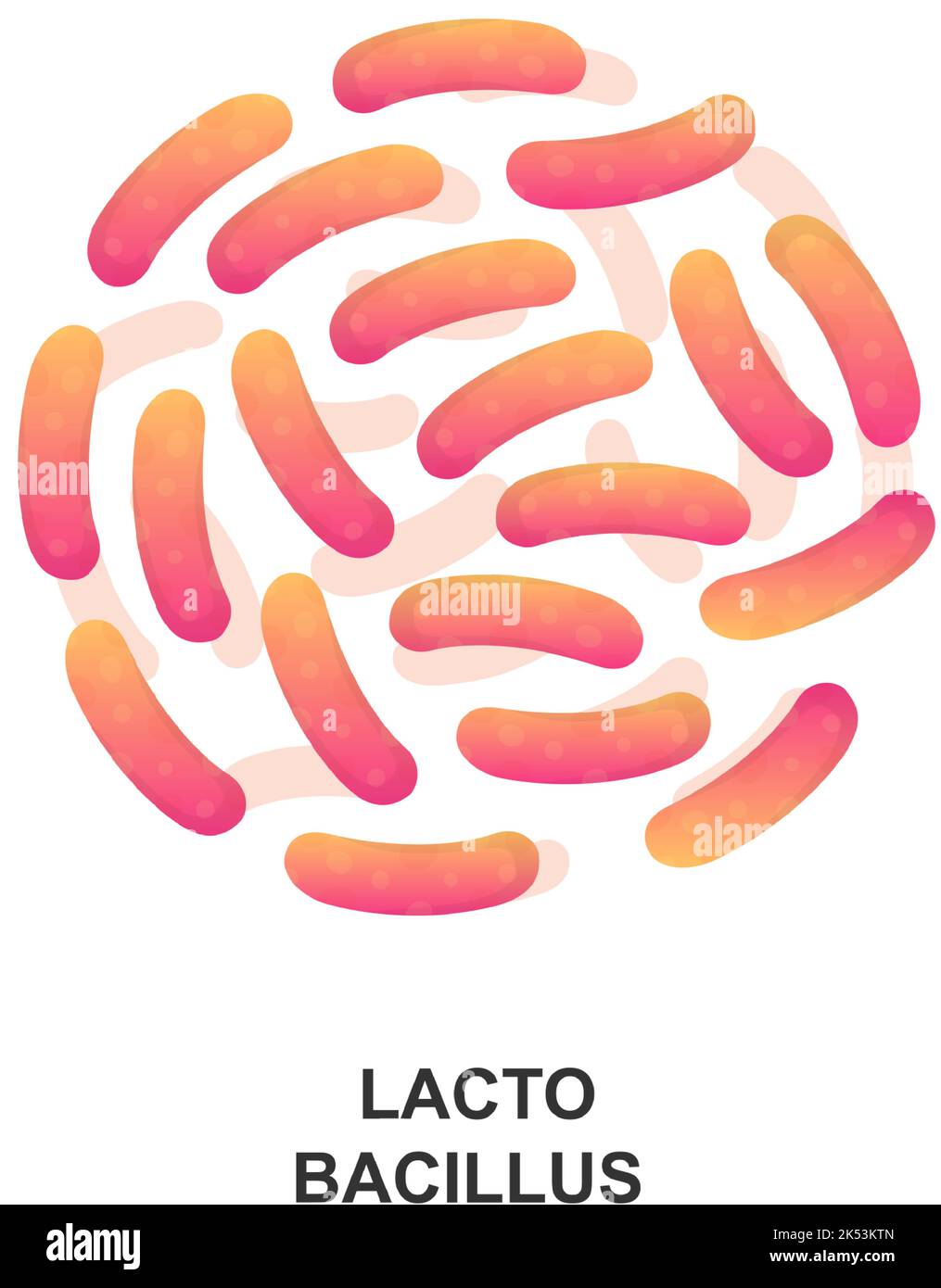Lactobacillus Probiotic Bacteria Good Bacteria And Microorganism For