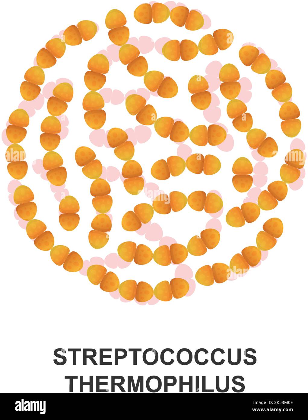Streptococcus Thermophilus Probiotic Bacteria Vector Image 48 Off