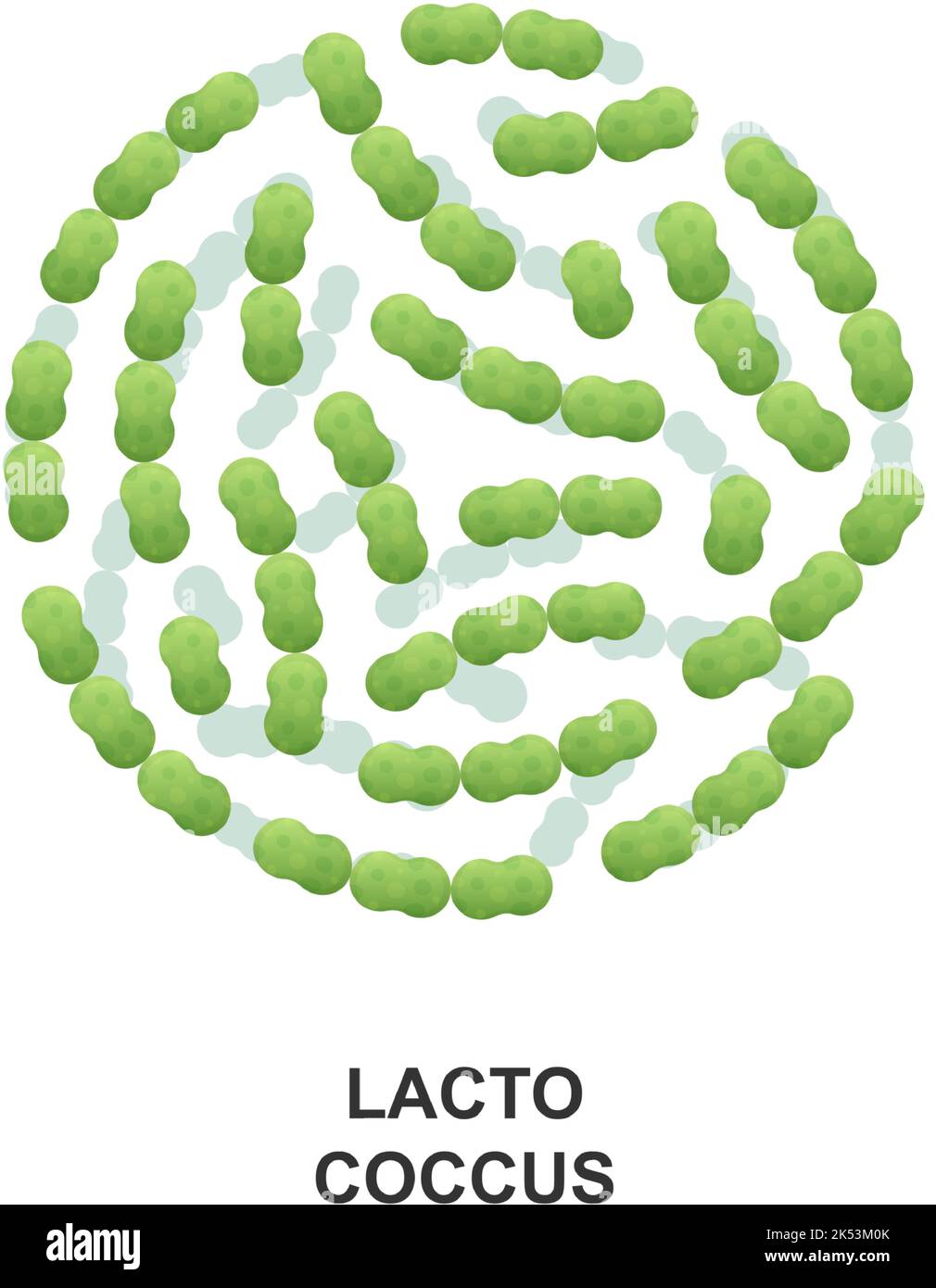 Lactococcus. Probiotic bacteria. Good bacteria and microorganism for ...