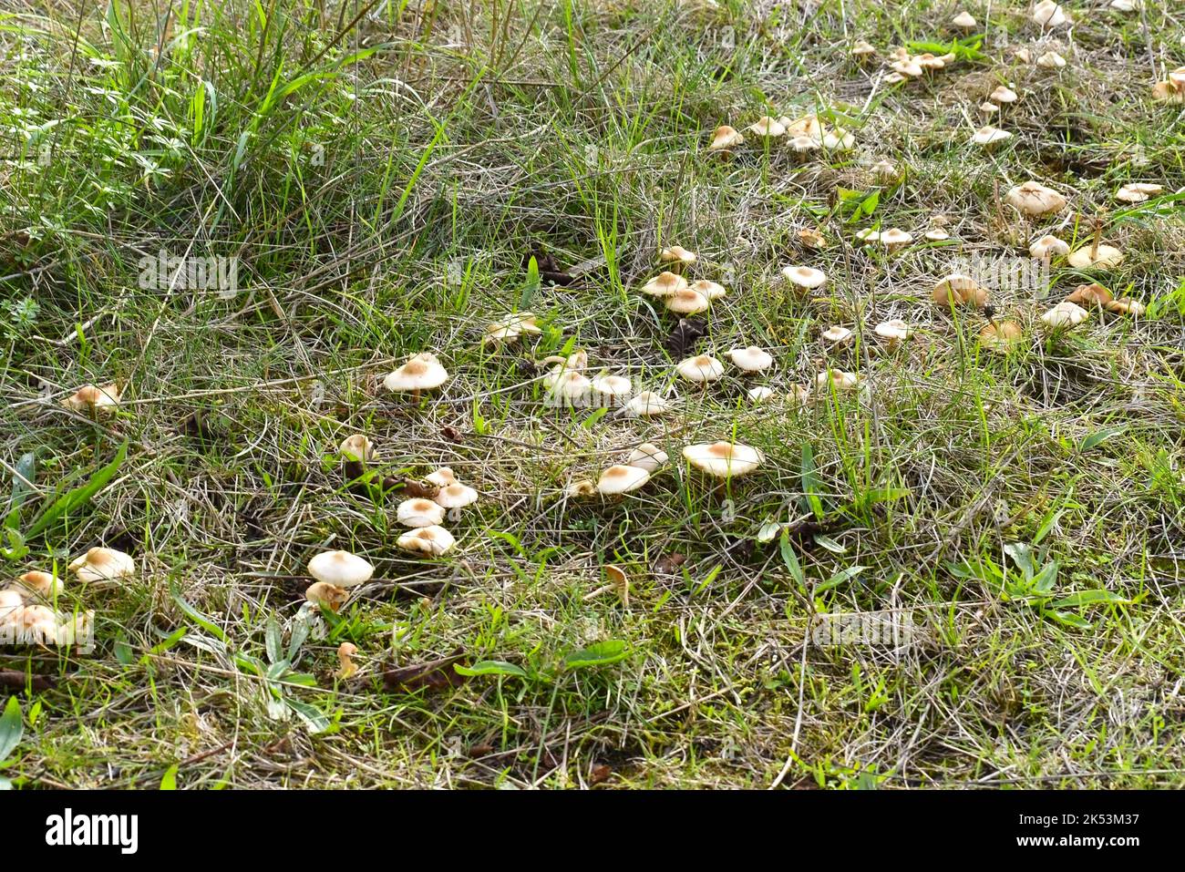Mushrooms growing in a circle. Devil's circle in Germany, Europe Stock ...