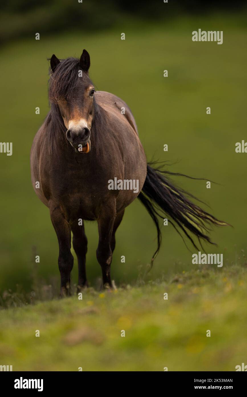 An Exmoor horse breed pony in a closeup shot Stock Photo - Alamy