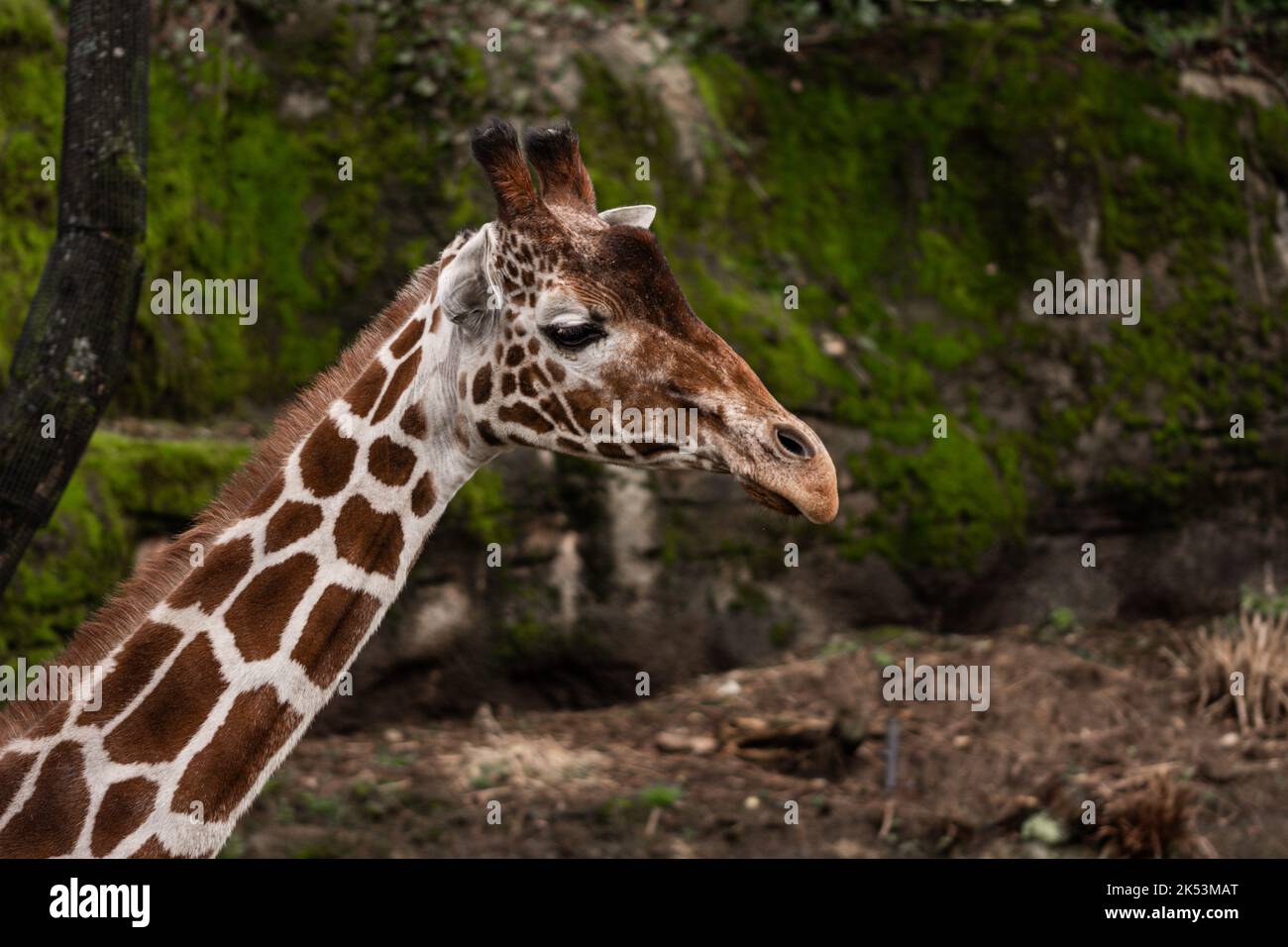 The profile portrait of a Reticulated giraffe in the greenery Stock ...