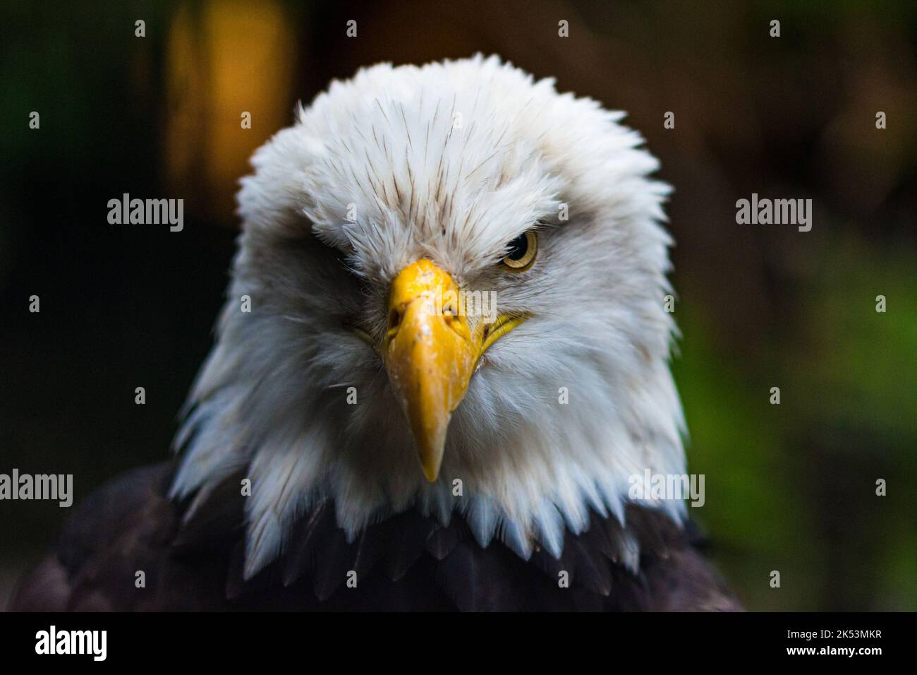 The close-up portrait of a Bald eagle with an angry look Stock Photo ...