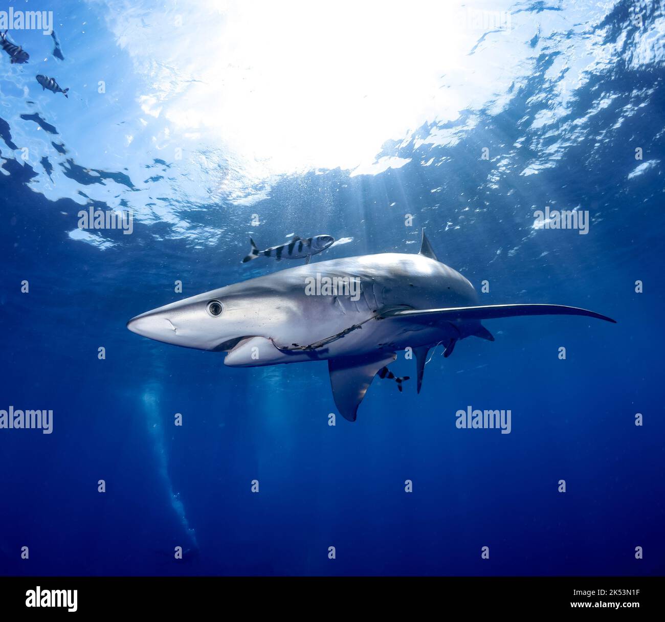 A blue shark released by fishermen but still has the hook in the jaw ...