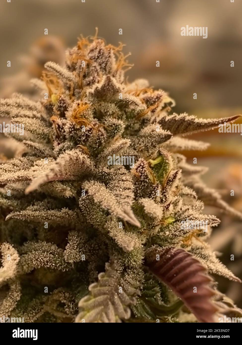 Female cannabis flower close hi-res stock photography and images - Alamy