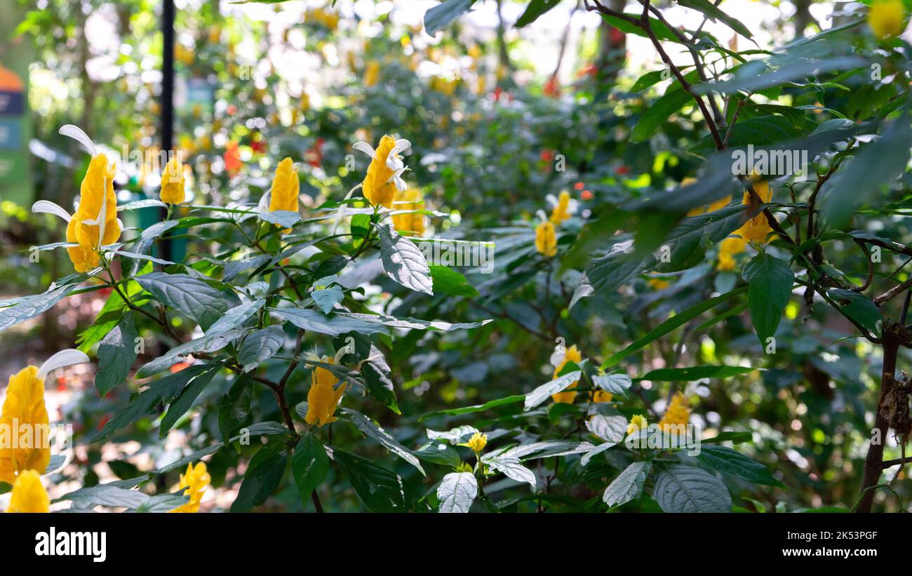 The close-up view of Pachystachys lutea floral plant growing in the ...