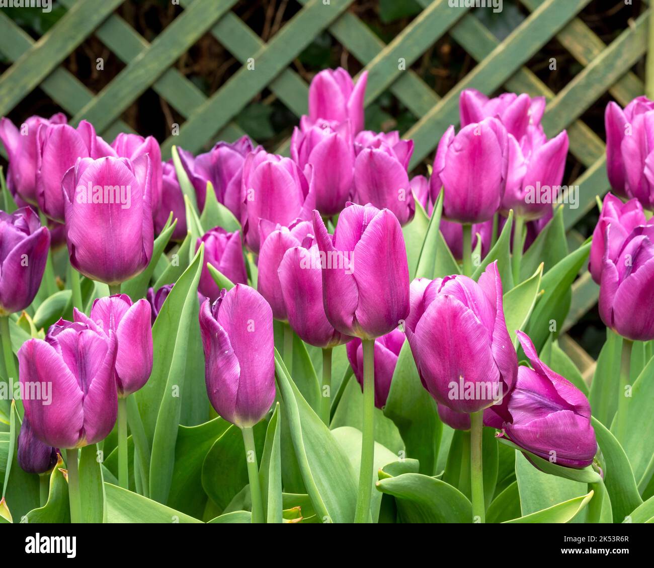 Blue Ribbon tulips flowering in a garden Stock Photo - Alamy