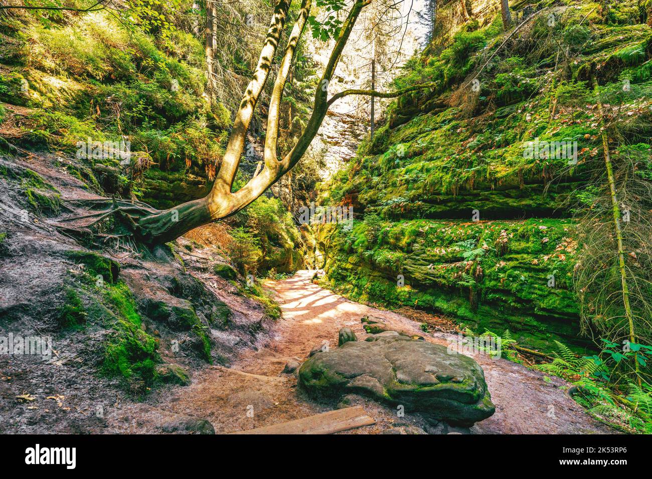 The view of a natural pathway in the scenic forest greenery Stock Photo ...