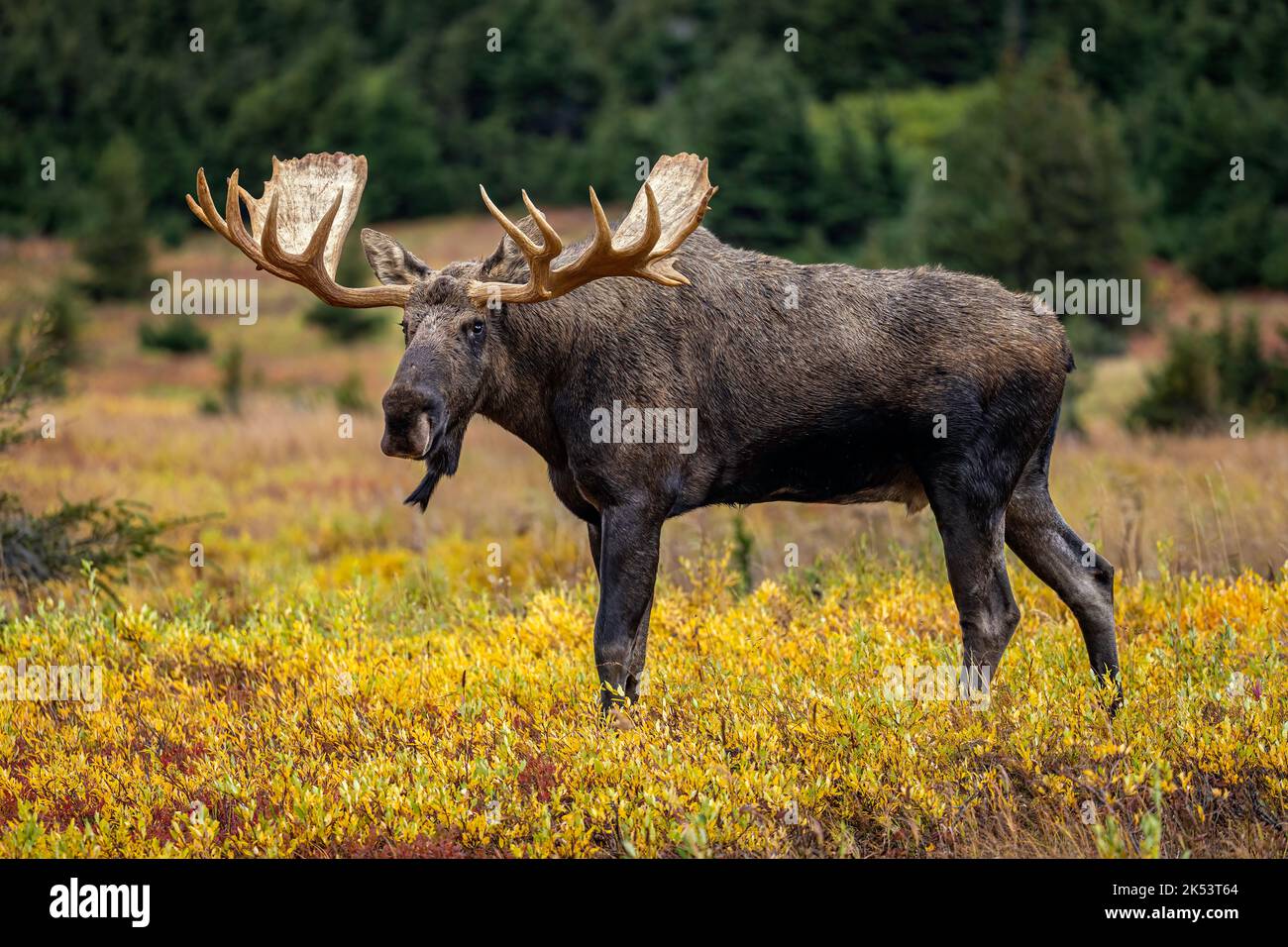 Monster moose hi-res stock photography and images - Alamy