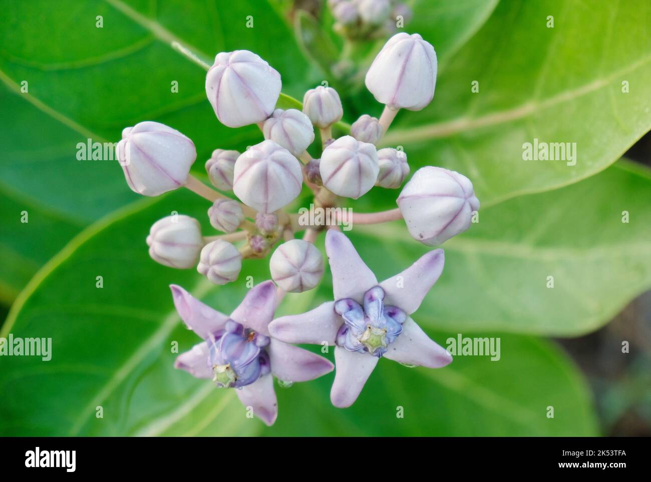 Blooming Crown Flower, Giant Milkweed, Calotropis gigantea, Giant ...