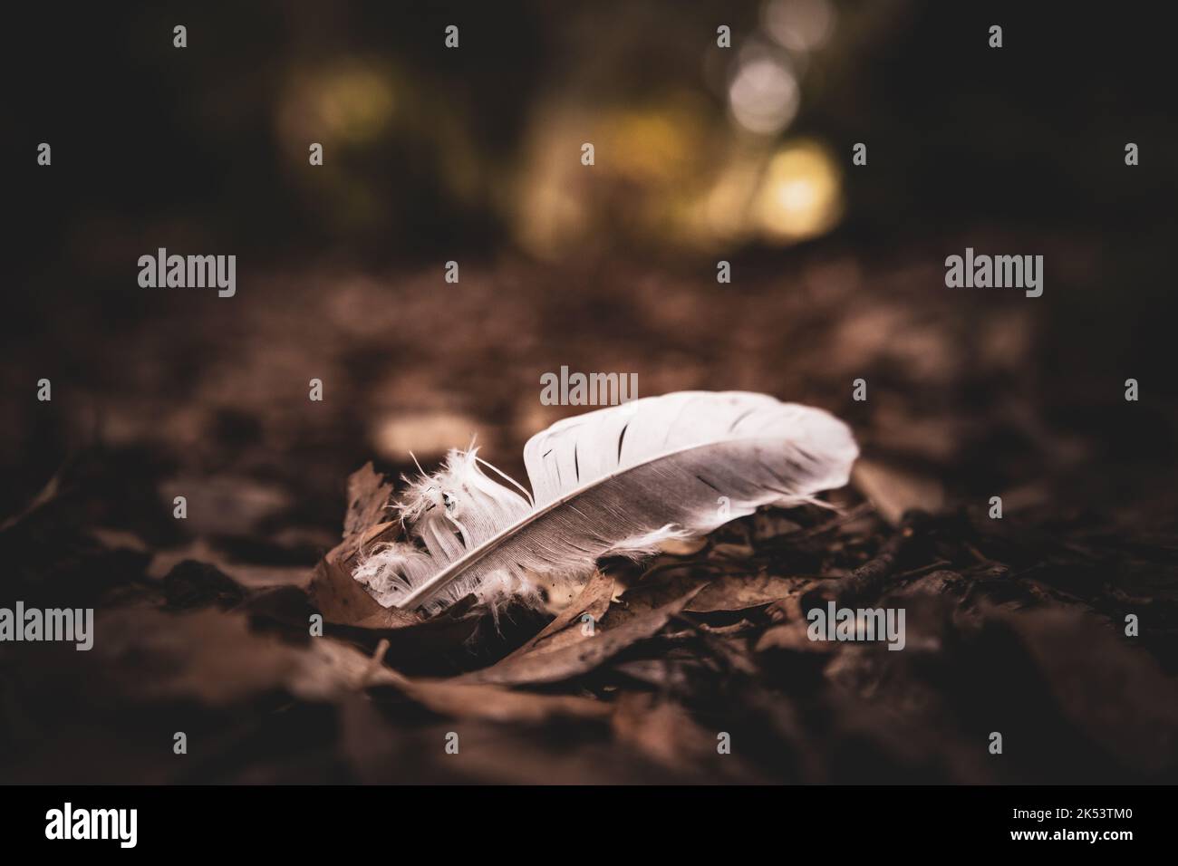 Realistic vector drawing hi-res stock photography and images - Alamy