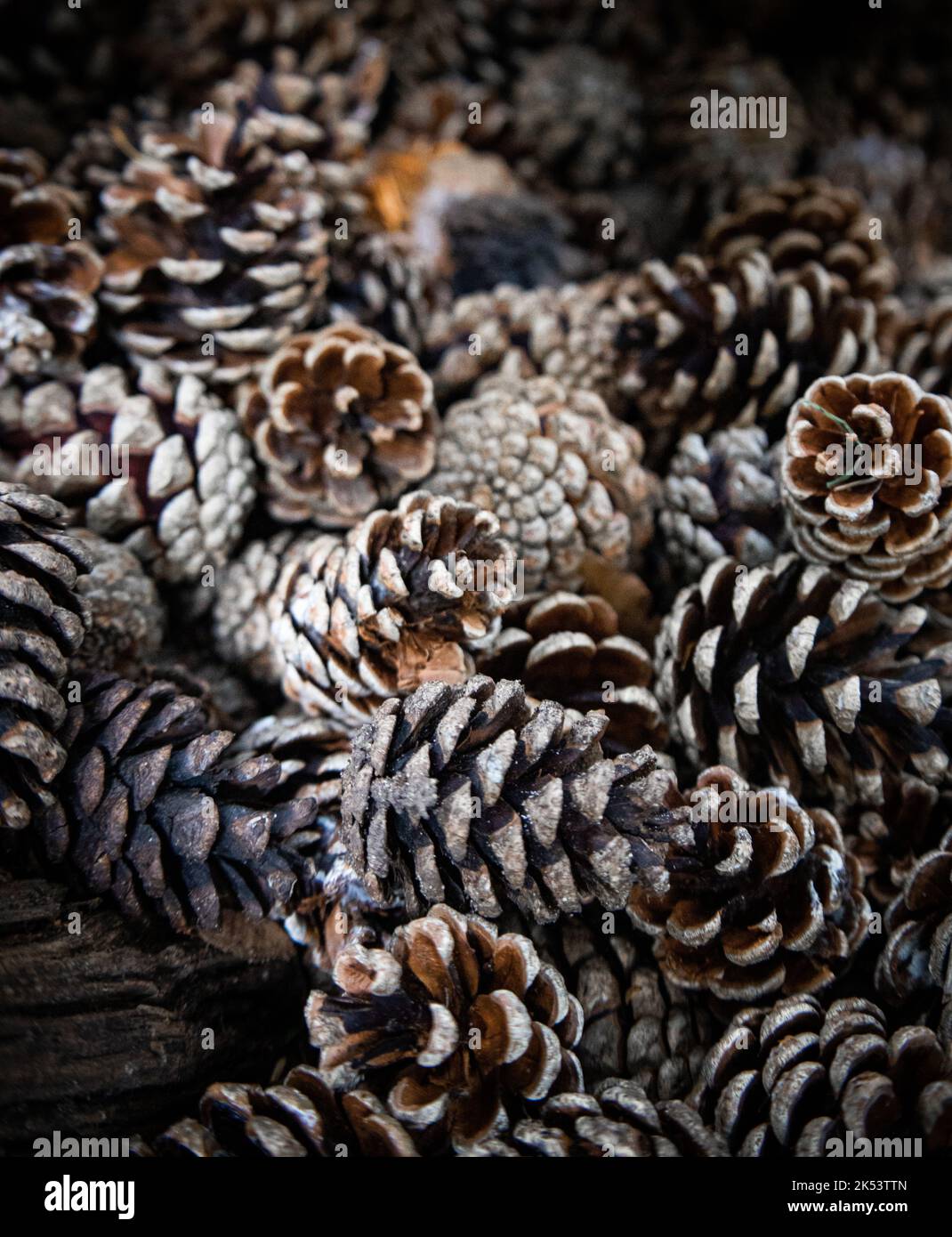Pinecone botanical drawing hi-res stock photography and images - Alamy