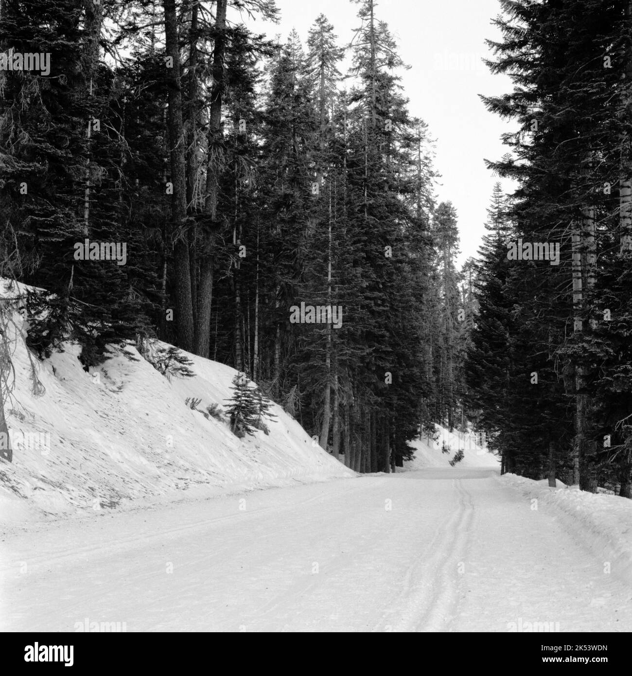 A snow-covered road near badger pass in Yosemite national park in ...