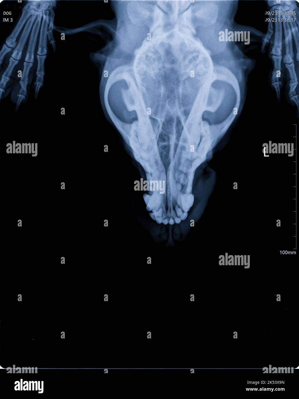 Digital x-ray image of dog head and paws without deviations from norm ...