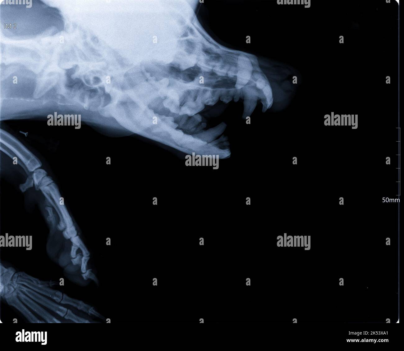 Digital x-ray image of dog head with open mouth, slightly tilted ...