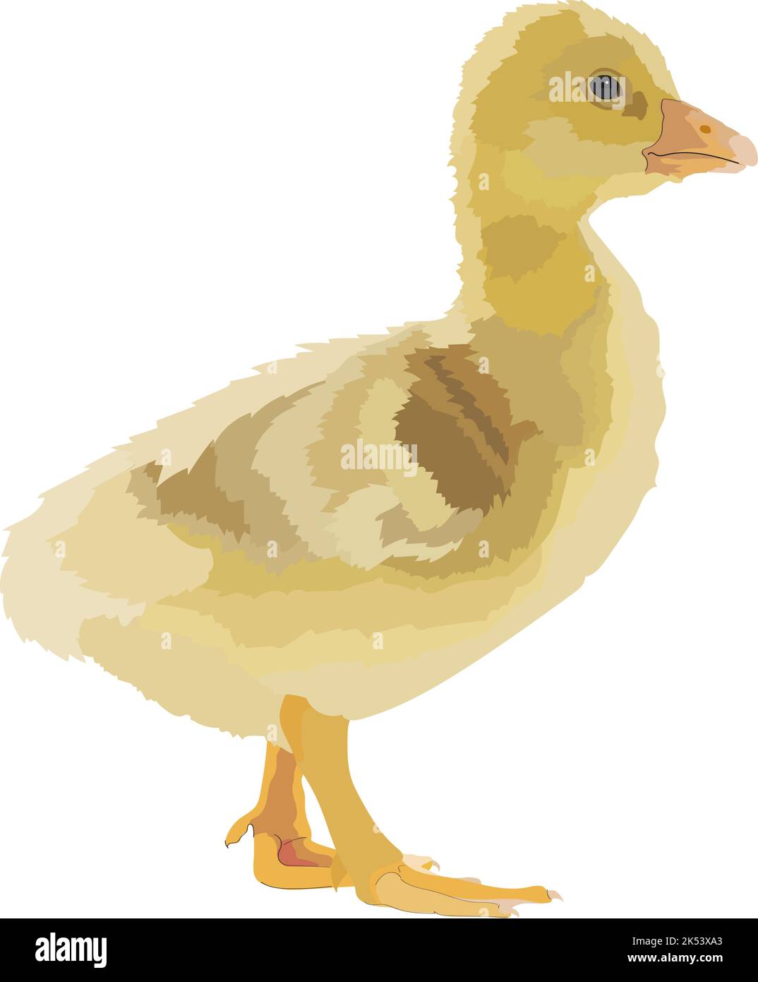 Realistic gosling , side view, isolated farm animals Stock Vector Image ...