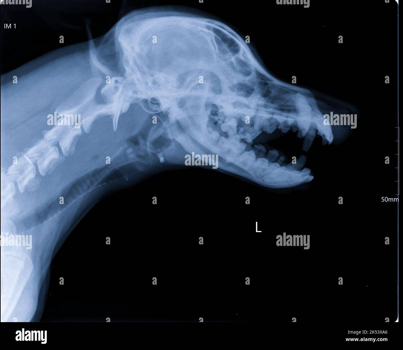 Digital x-ray image of dog skull head and neck with open mouth. Imaging ...