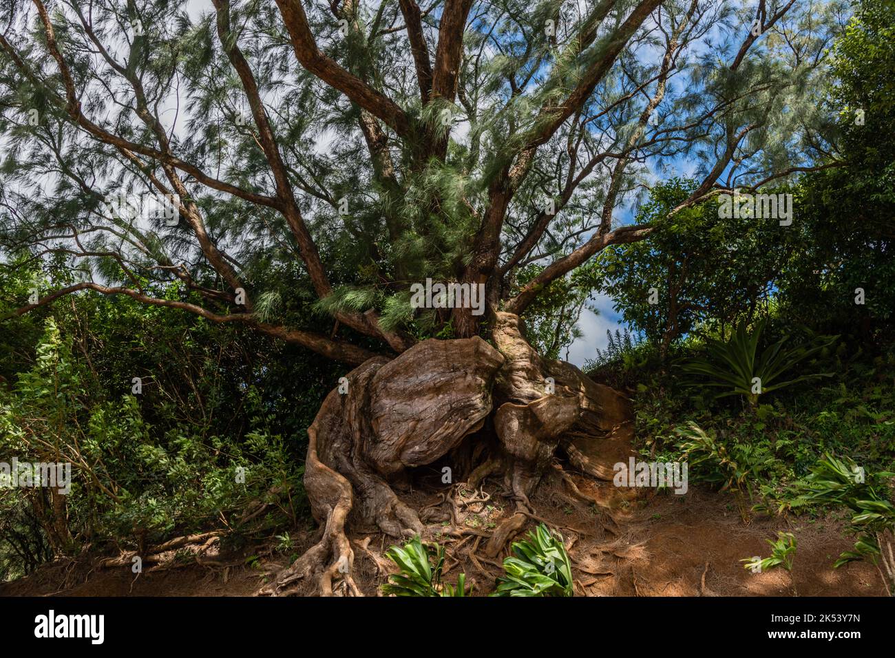 Unusual tree roots at the Nuuanu Pali lookout on Oahu, Hawaii Stock ...