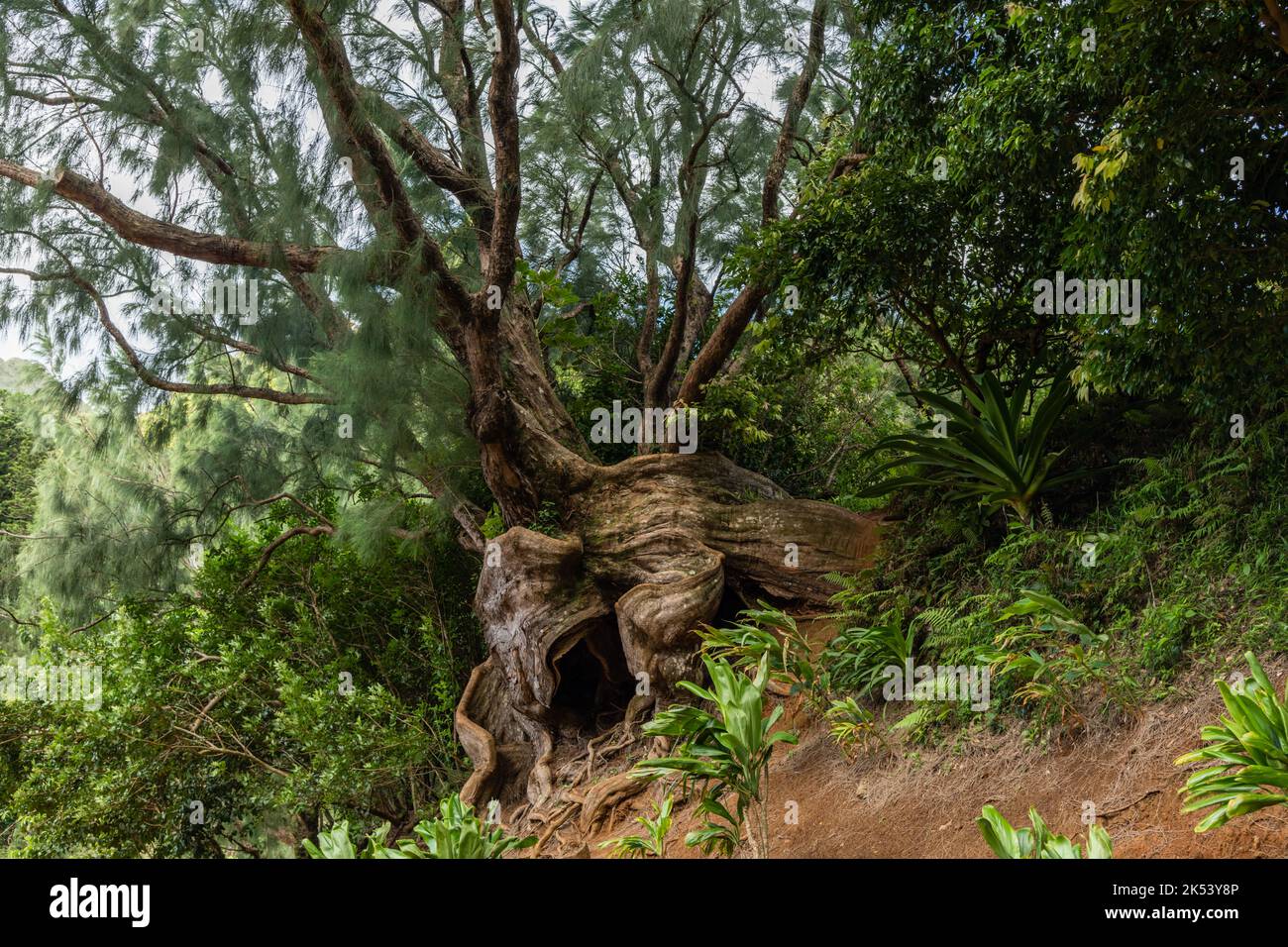 Unusual tree roots at the Nuuanu Pali lookout on Oahu, Hawaii Stock ...