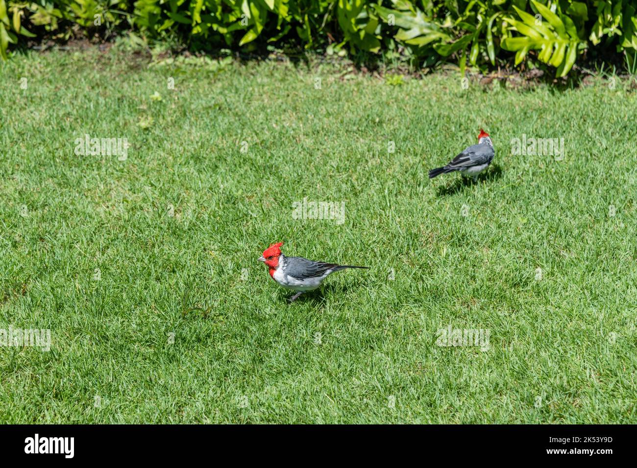 Red crested cardinal birds on the lawn on Oahu, Hawaii Stock Photo - Alamy