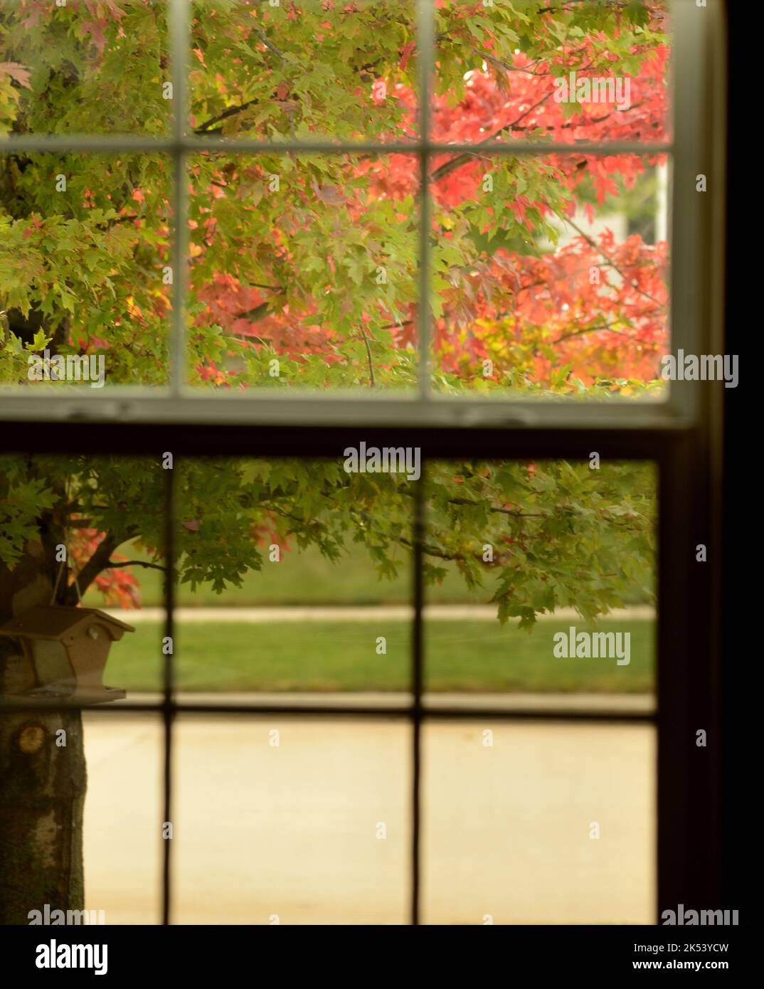Fall foliage seen through a window in eastern Iowa Stock Photo - Alamy