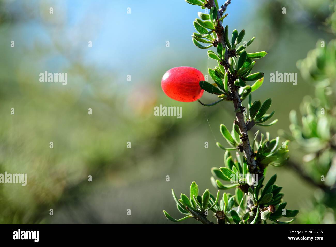 Wild fruits in Calden Forest environement, Piquillin, Condalia ...