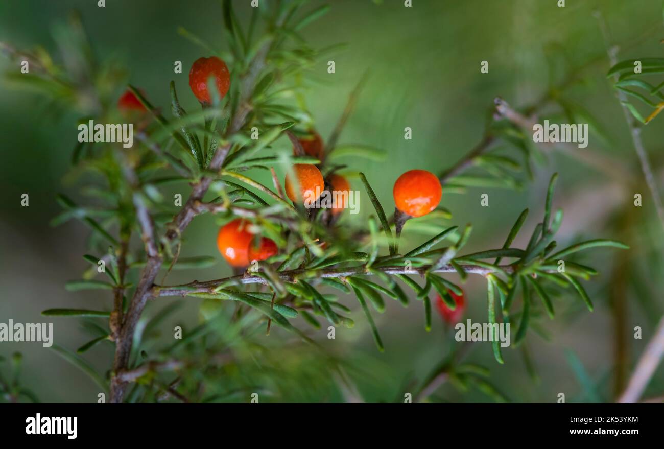 Wild fruits in Calden Forest environement, Piquillin, Condalia ...