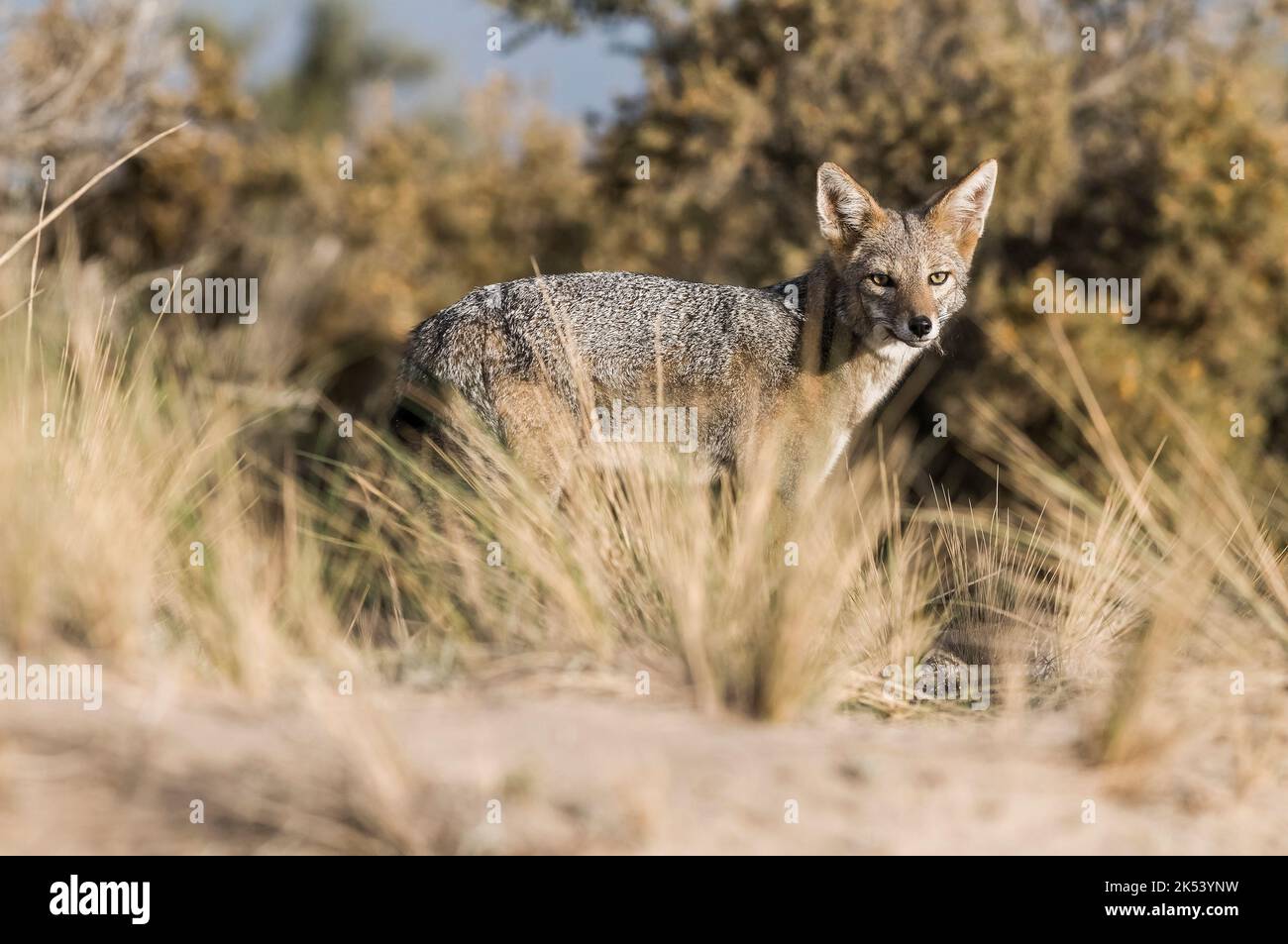 Pampas Grey fox, La Pampa, Patagonia, Argentina Stock Photo - Alamy