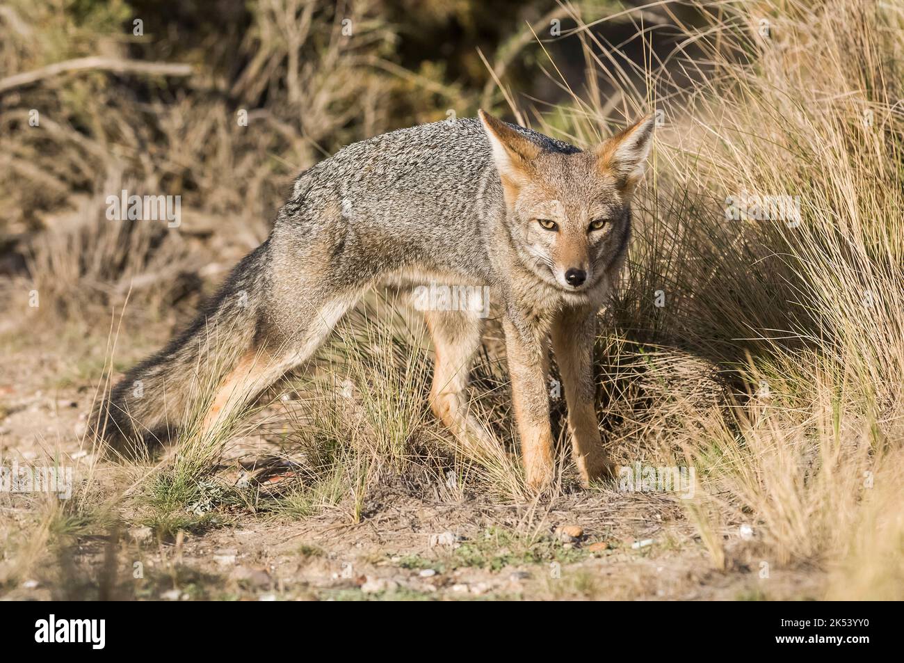 Pampas Grey fox, La Pampa, Patagonia, Argentina Stock Photo - Alamy
