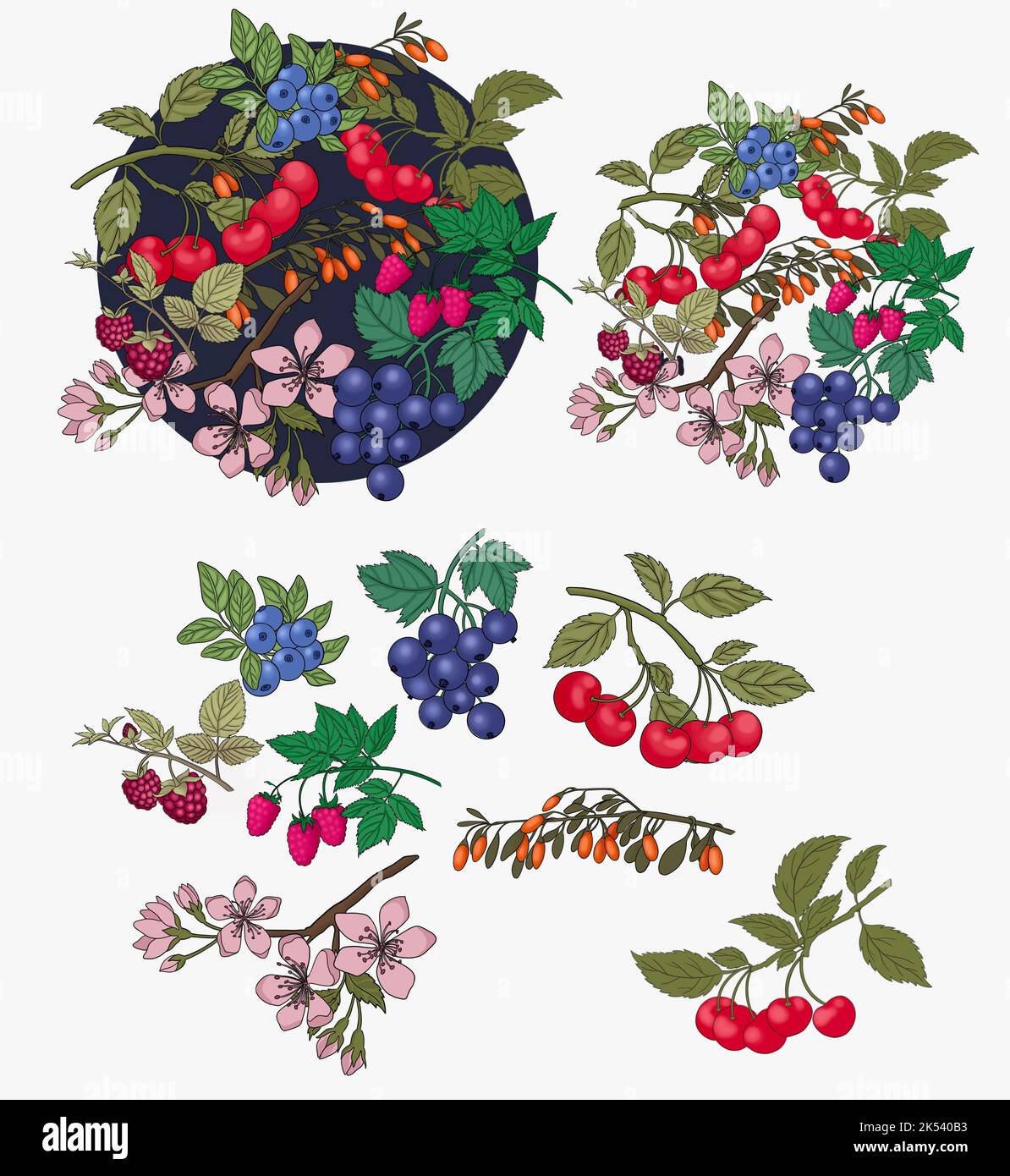 Vintage botanical illustration. Set of watercolor hand drawn berries ...
