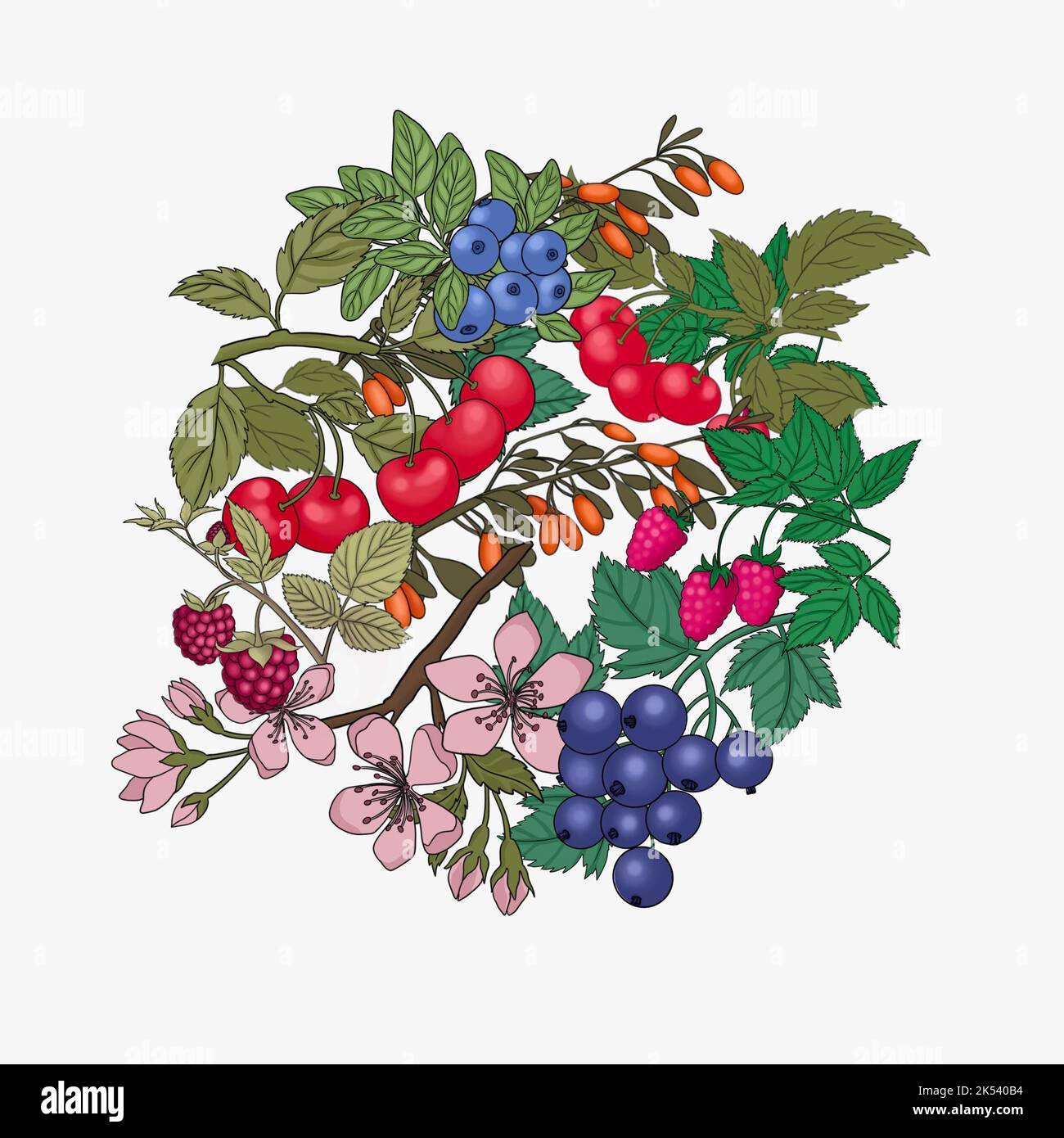 Vintage botanical illustration. Set of watercolor hand drawn berries ...