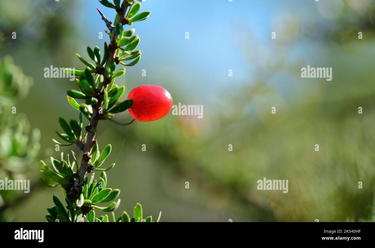 Wild fruits in Calden Forest environement, Piquillin, Condalia ...