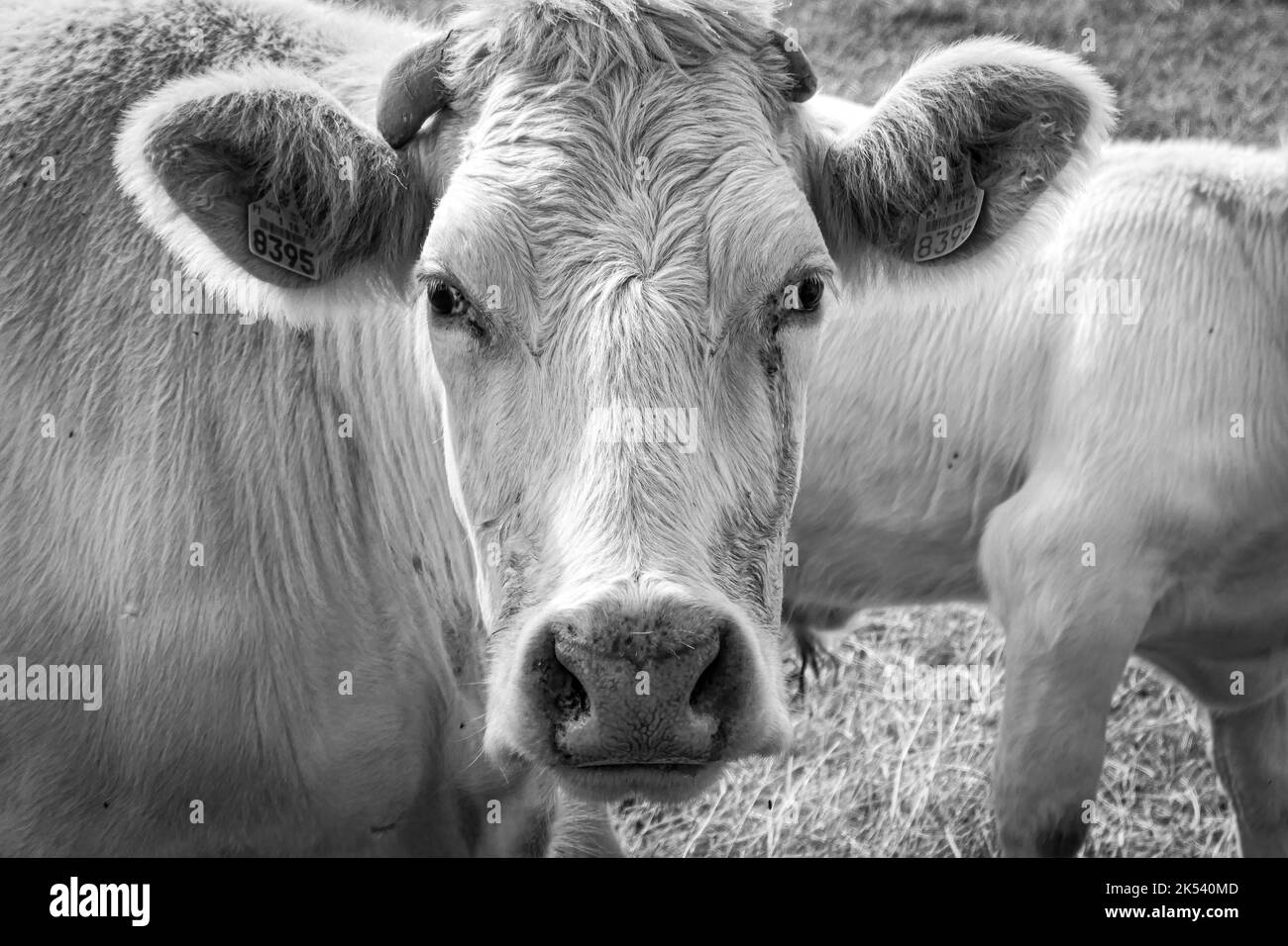 A close up of a cow in a field looking at the camera Stock Photo - Alamy