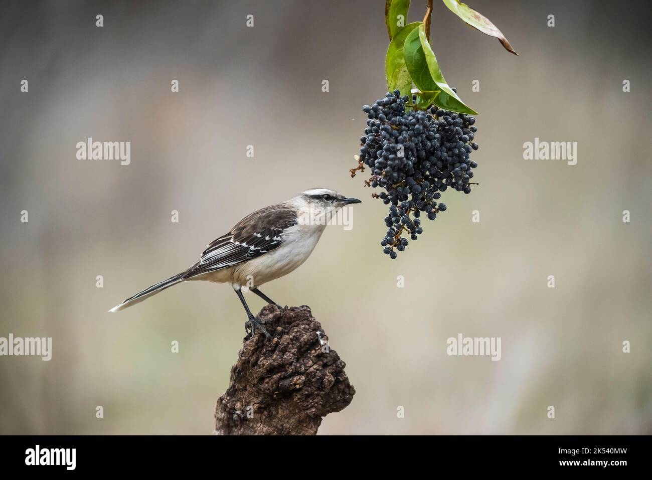 White banded Mockingbird, Mimus triurus, eating wild fruits, Patagonia ...