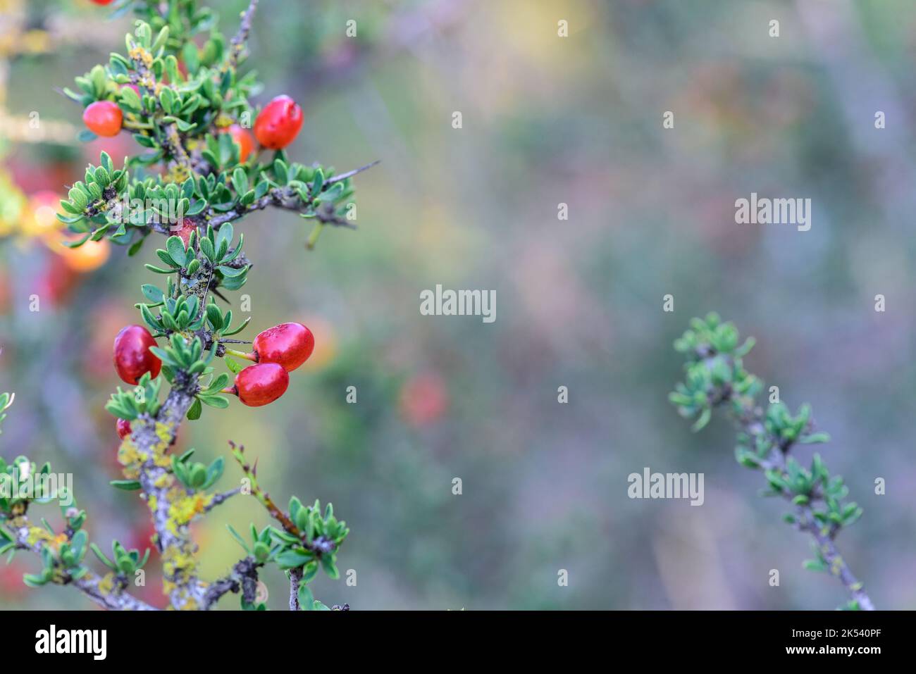Wild fruits in Calden Forest environement, Piquillin, Condalia ...