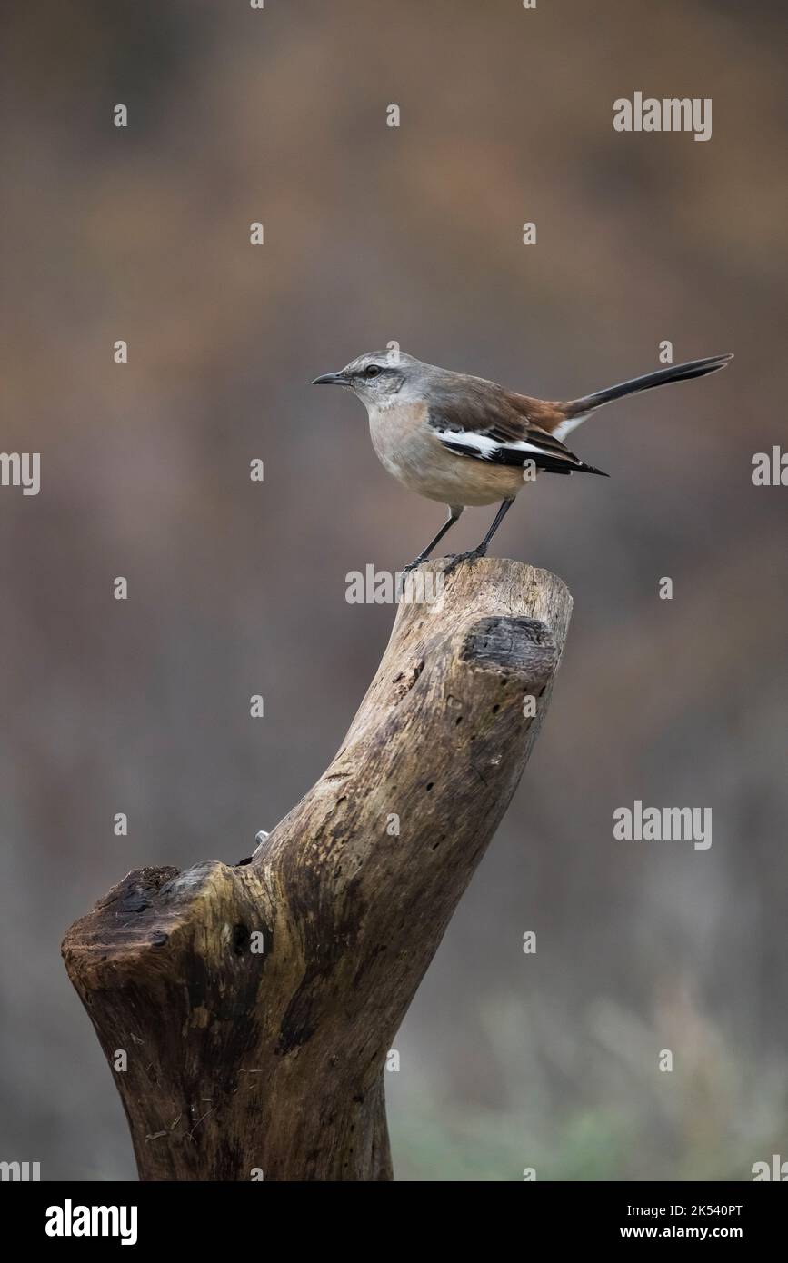 White banded Mockingbird, Mimus triurus, eating wild fruits, Patagonia ...