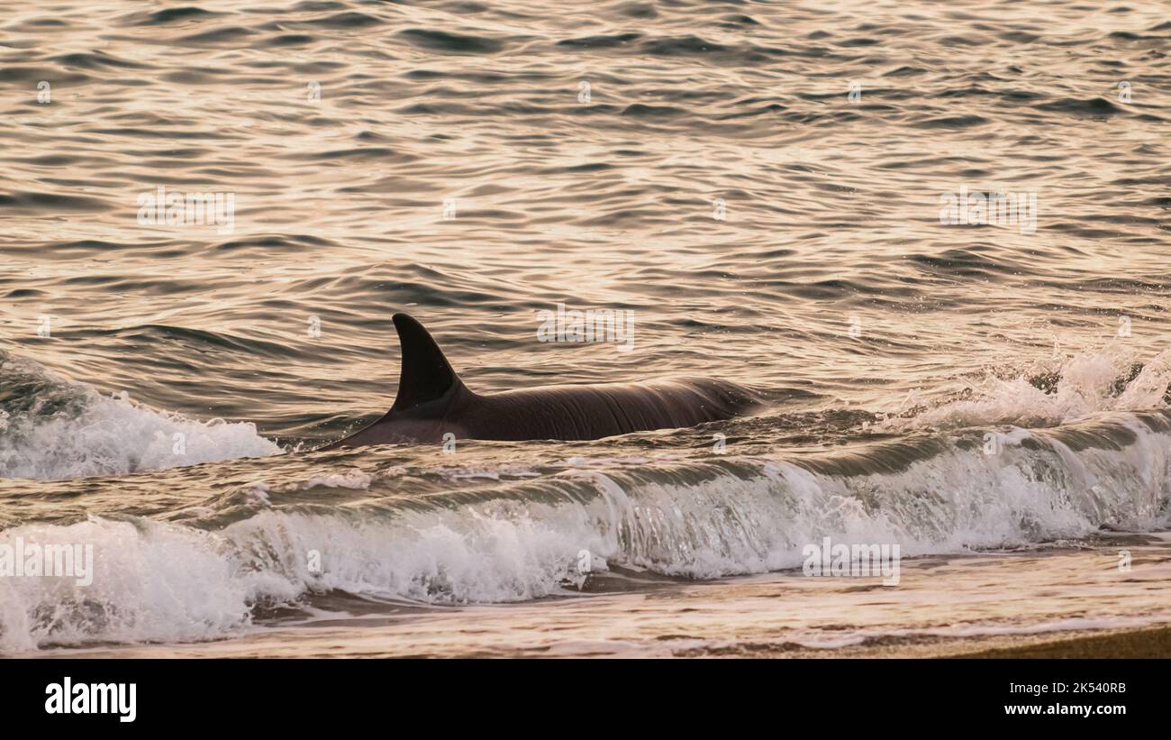 Killer whale hunting sea lions, Peninsula Valdes, Patagonia, Argentina ...