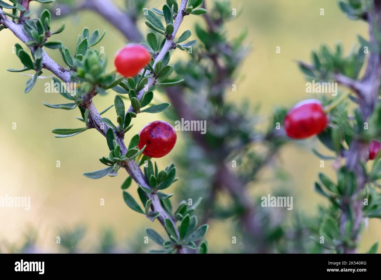 Wild fruits in Calden Forest environement, Piquillin, Condalia ...