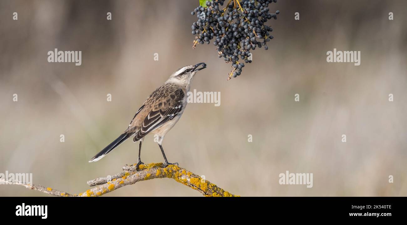 White banded Mockingbird, Mimus triurus, eating wild fruits, Patagonia ...
