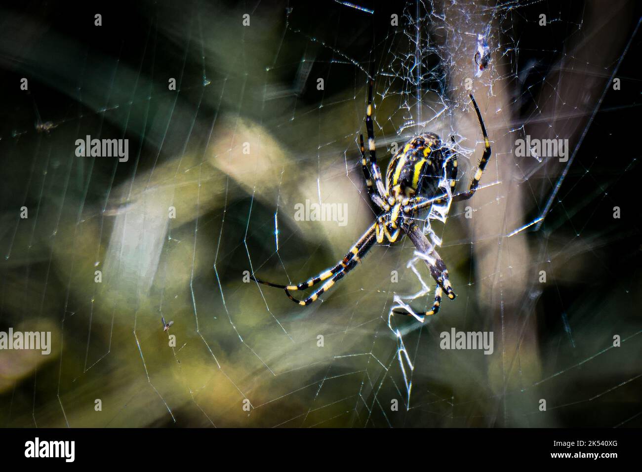 A dangerous looking Argiope Aurantia, black and yellow garden spider of ...
