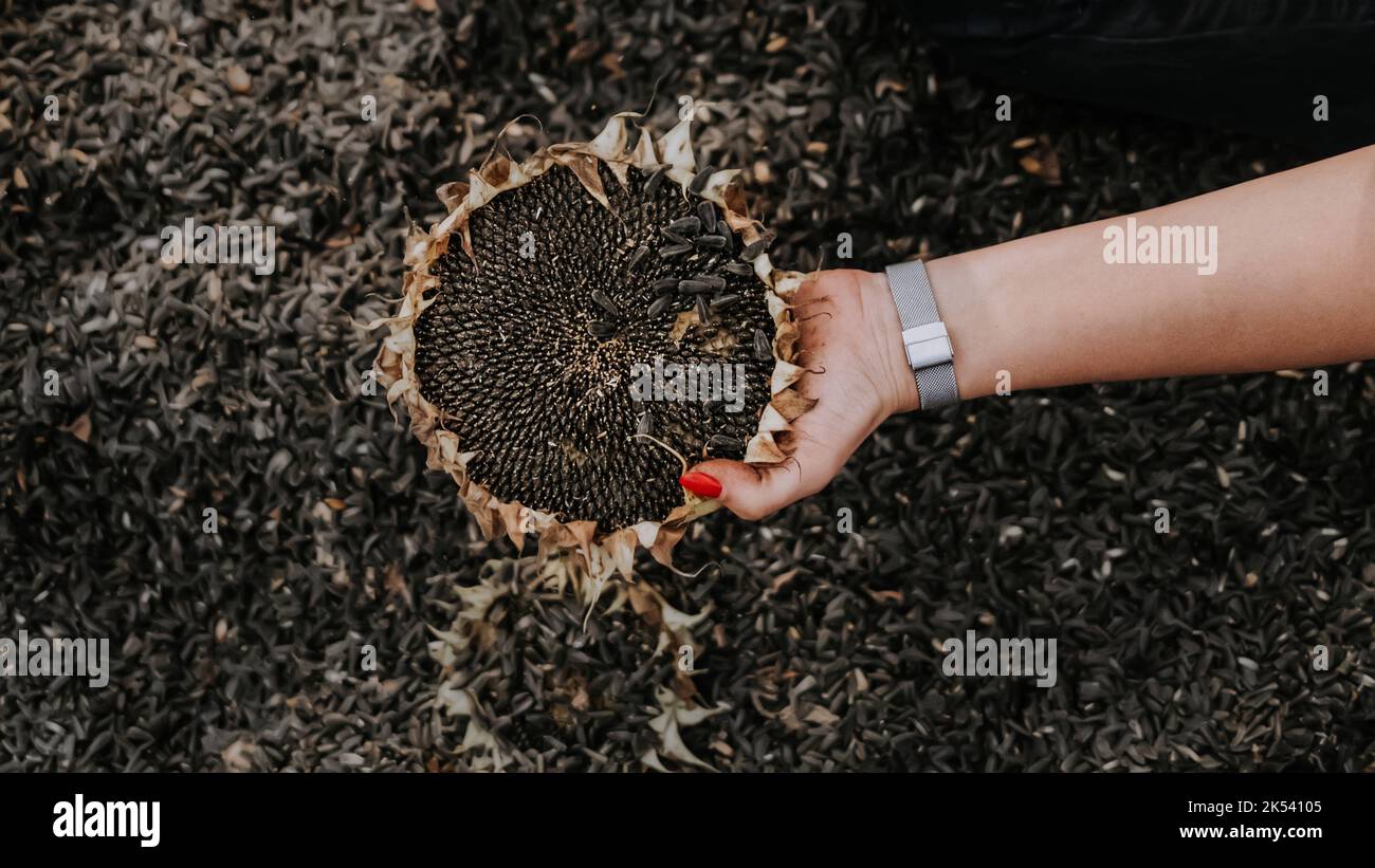 Woman holding ripe sunflower cap. Threshing sunflowers seeds by hand ...