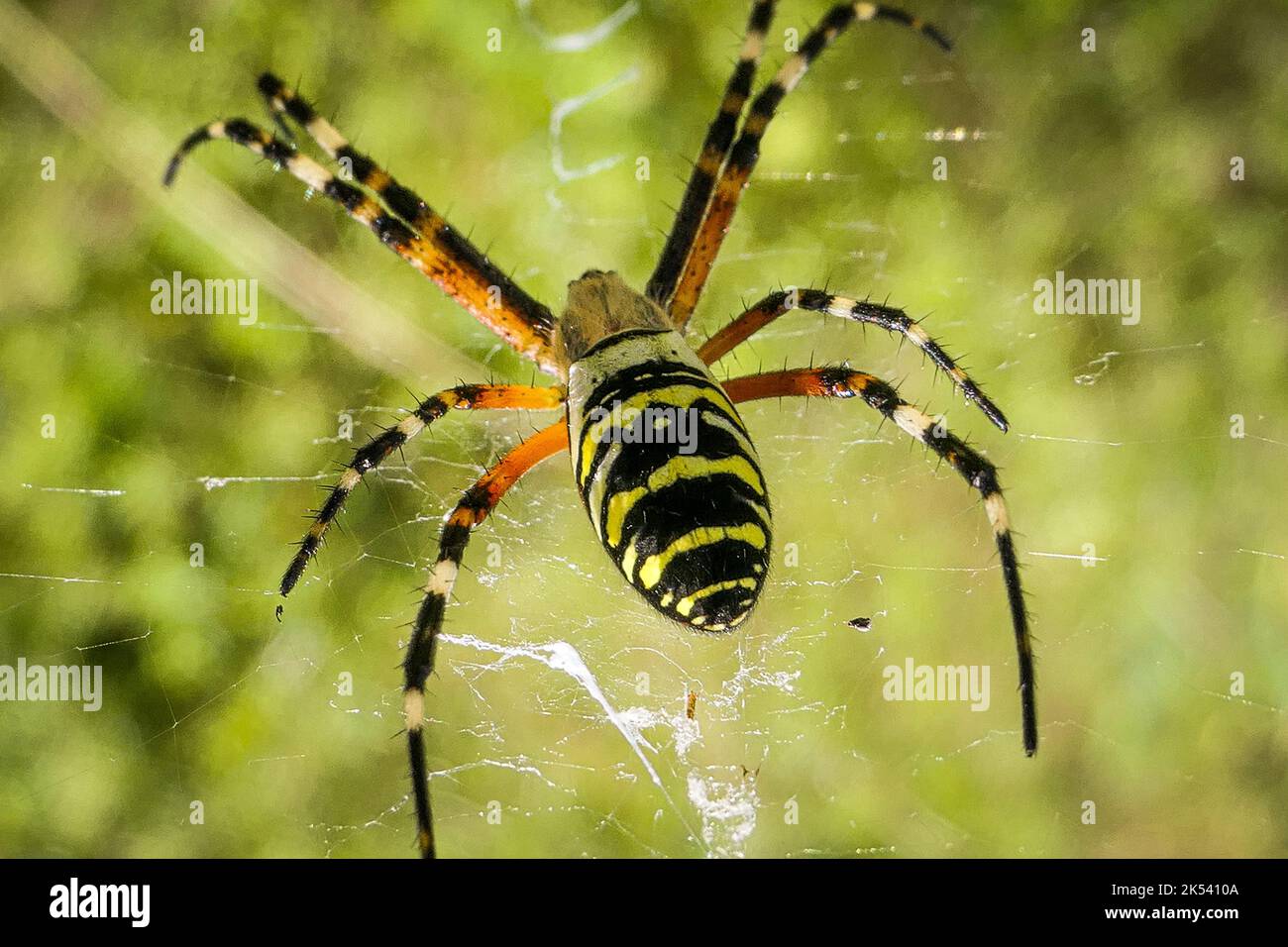 A dangerous looking Argiope Aurantia, black and yellow garden spider of ...