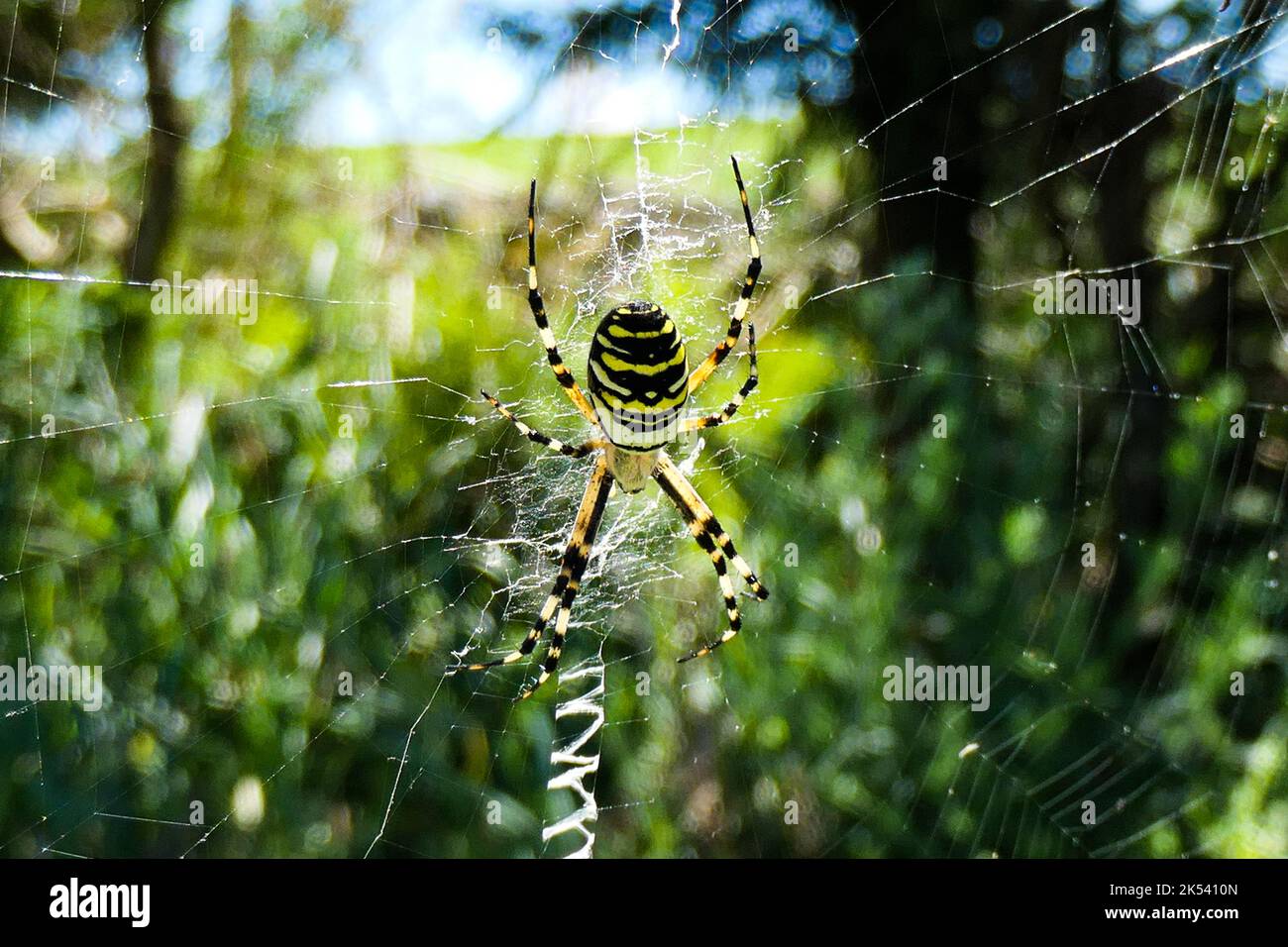 A dangerous looking Argiope Aurantia, black and yellow garden spider of ...
