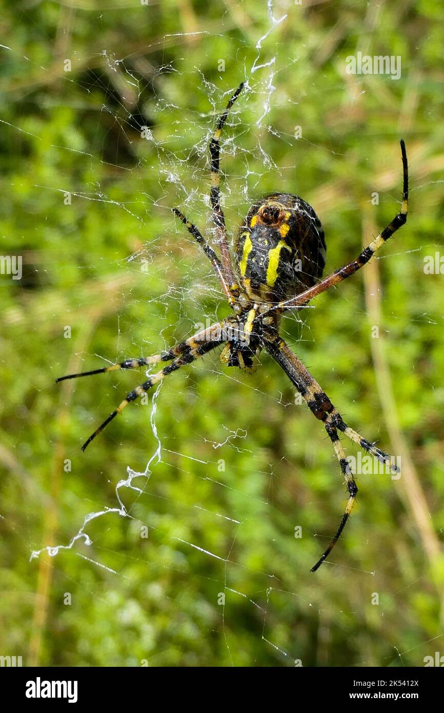 A dangerous looking Argiope Aurantia, black and yellow garden spider of ...