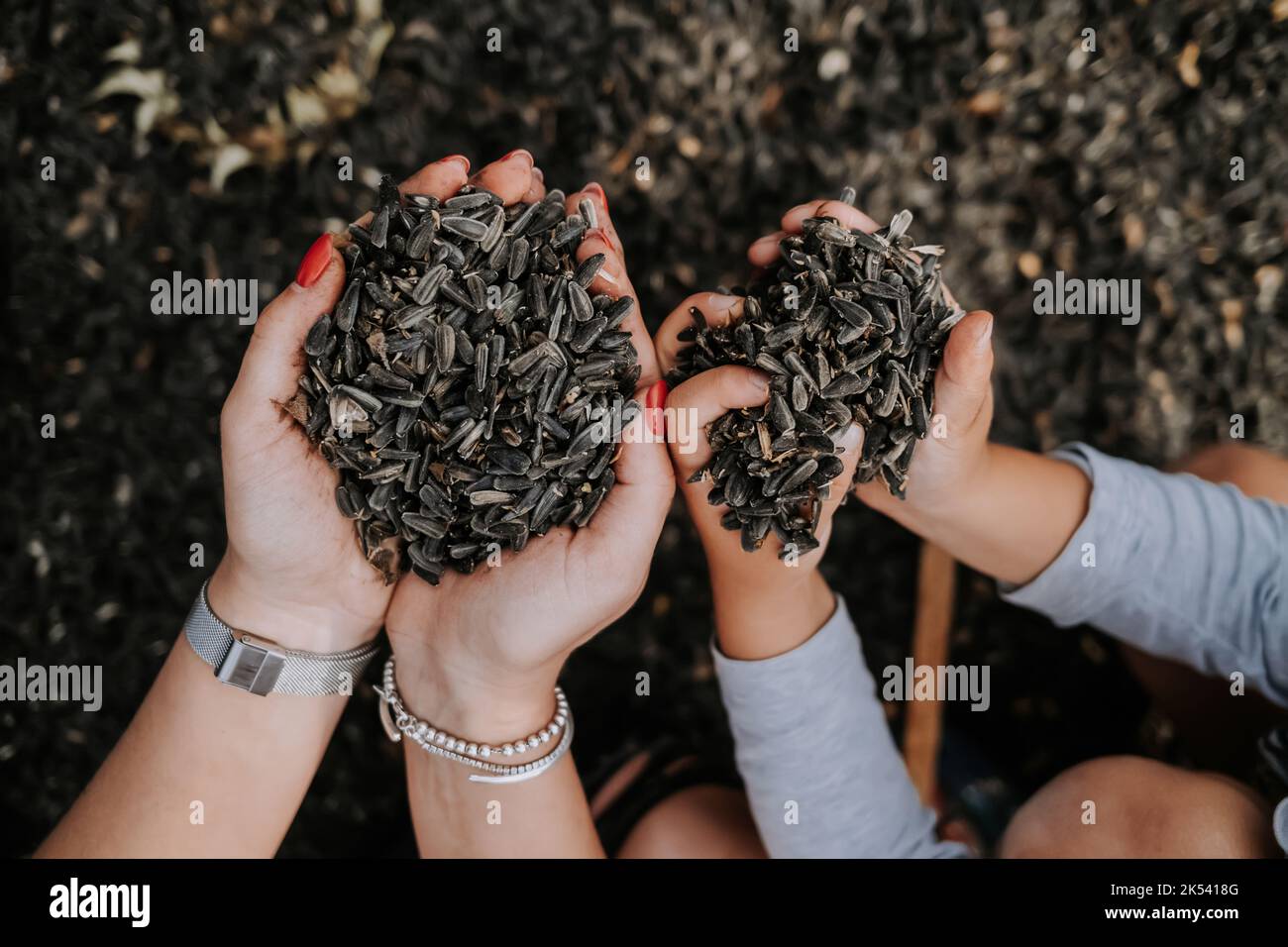 Hands full of sunflowers seeds, mother and child with rich harvest ...