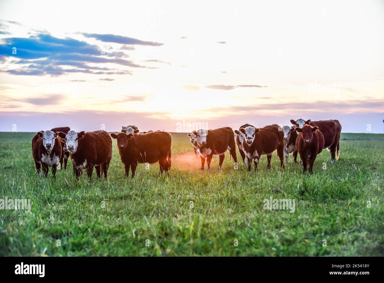 Cows raised with natural pastures, meat production in the Argentine ...
